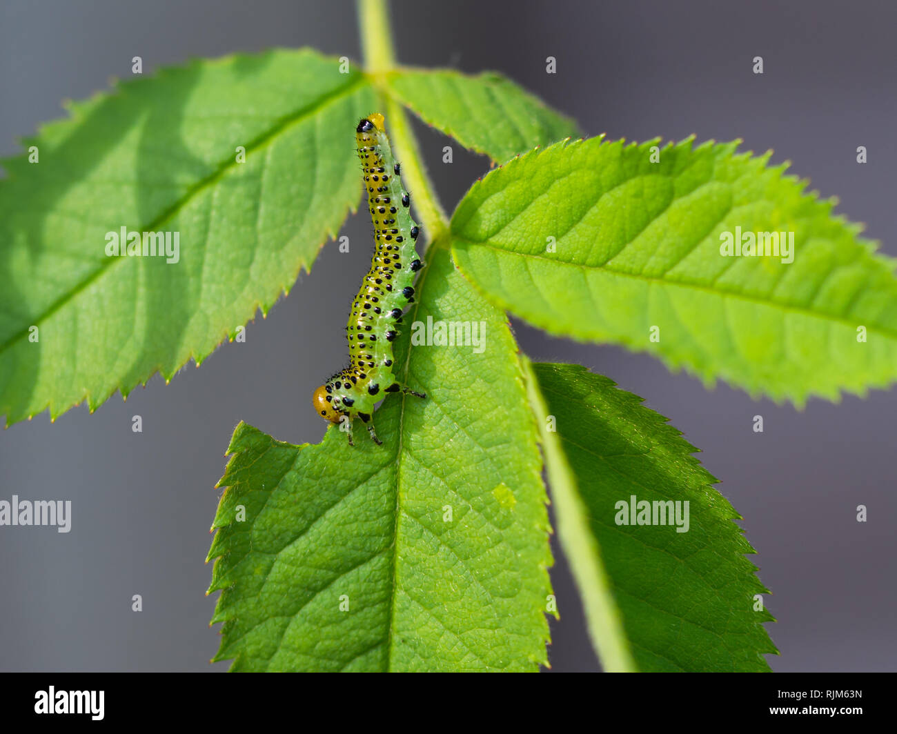 Rose Sawfly Larvae Eating a Leaf. Close Up Stock Photo - Alamy