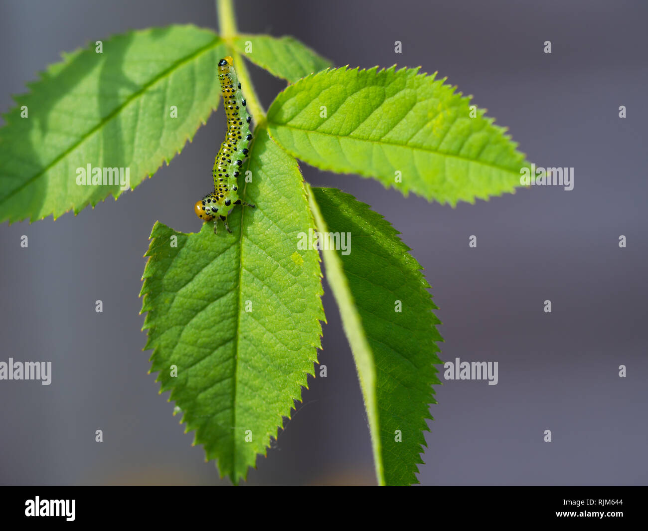 Rose Sawfly Larvae Eating a Leaf. Close Up Stock Photo - Alamy