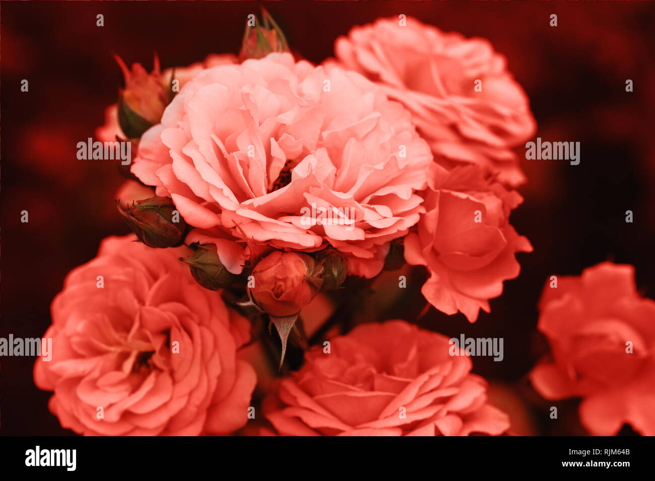 Beautiful living coral roses flowers in garden close up. Tinted effect ...