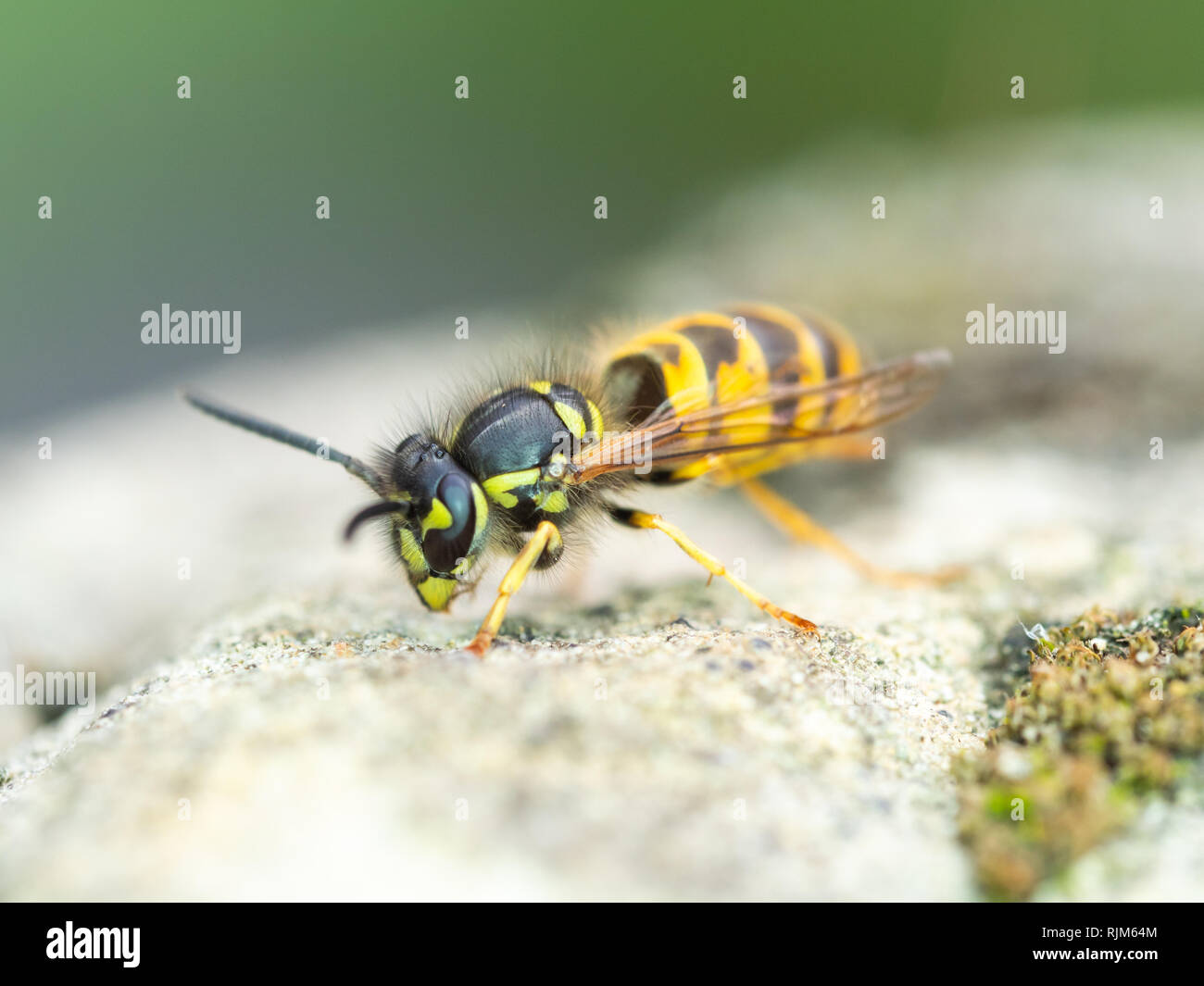 Wasp cleaning itself Stock Photo - Alamy