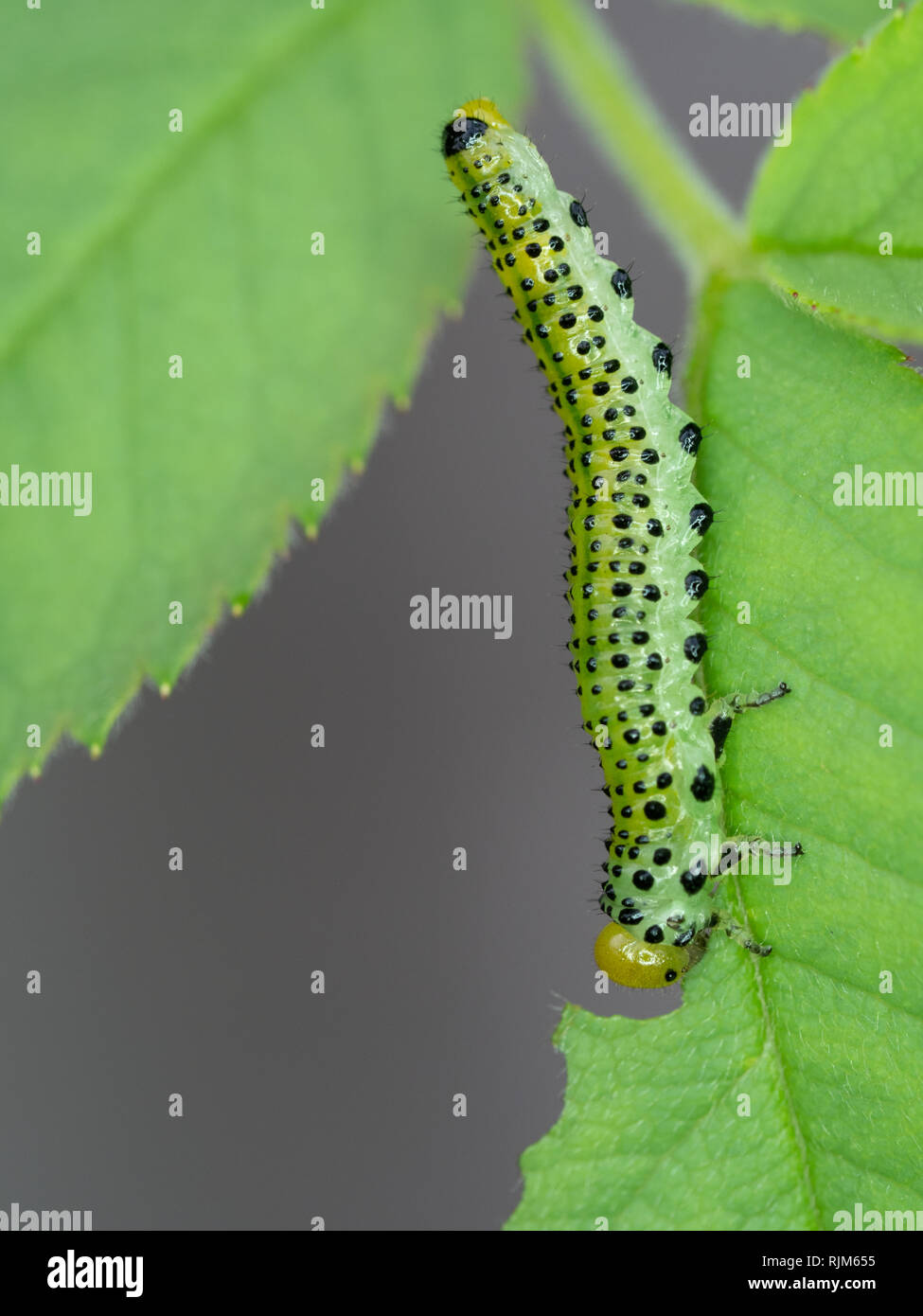 Rose Sawfly Larvae Eating a Leaf. Close Up Stock Photo - Alamy