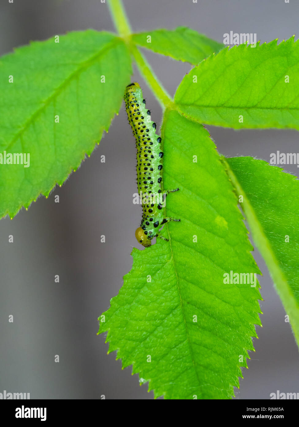 Rose Sawfly Larvae Eating a Leaf. Close Up Stock Photo - Alamy