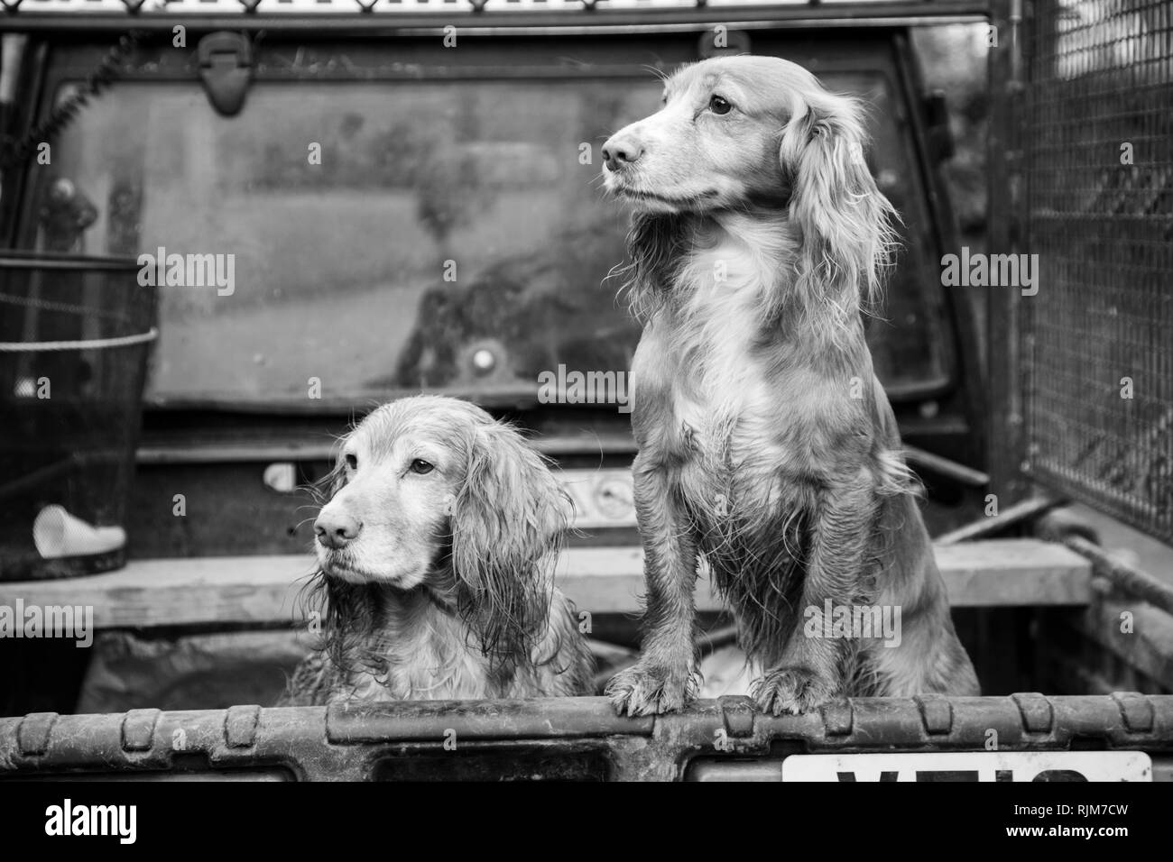 Working cocker spaniels Black and White Stock Photos & Images - Alamy