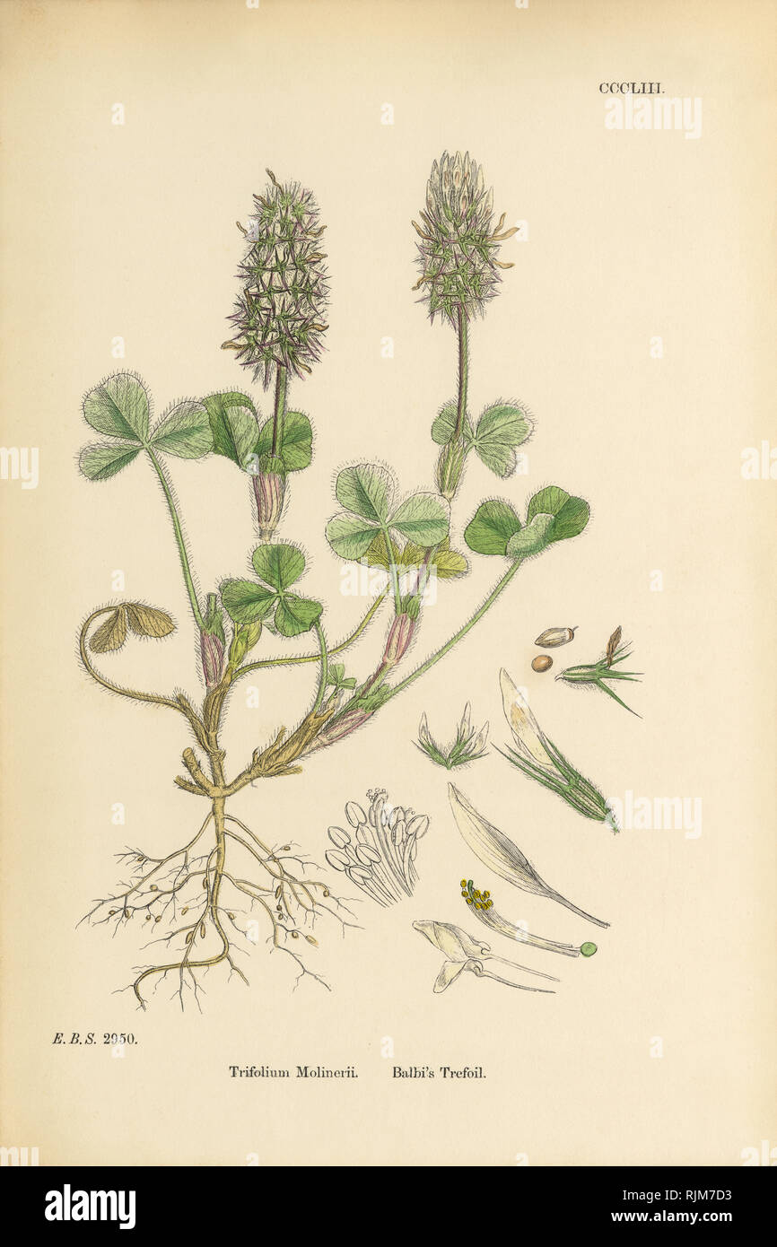 Antique Hand-Colored English Victorian Botanical Illustration, Circa ...