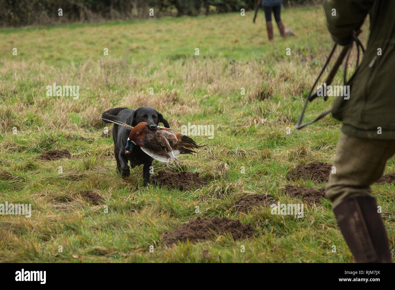 Black Labrador retrieving a pheasant at a pheasant shoot, working gun ...