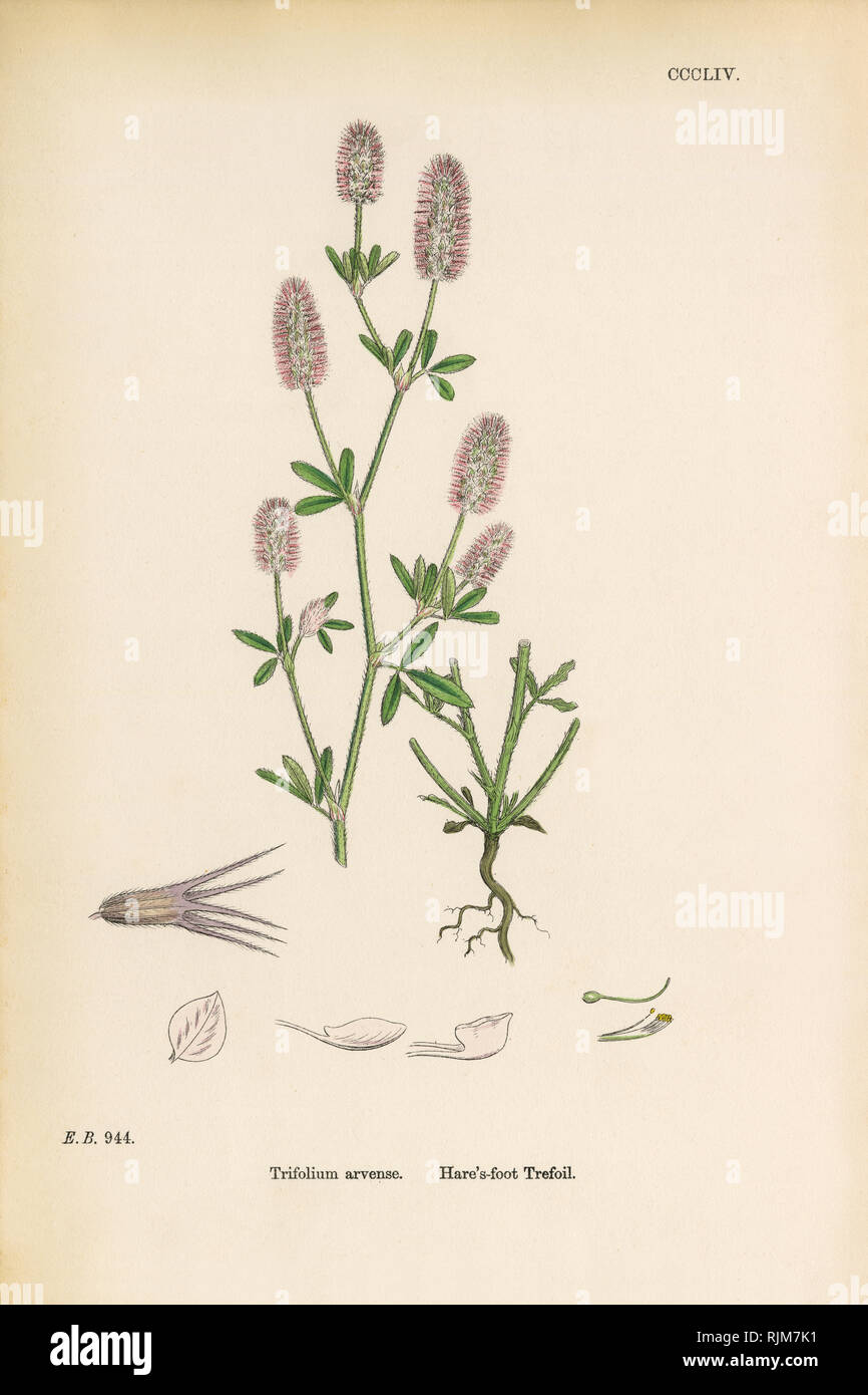 Antique Hand-Colored English Victorian Botanical Illustration, Circa ...