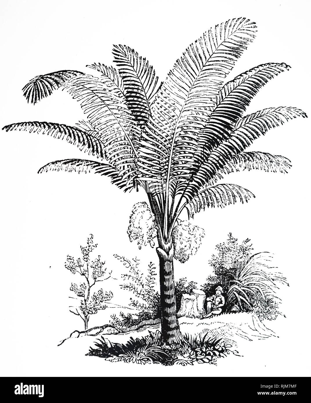 An engraving depicting Arenga pinnata, common names include sugar palm ...