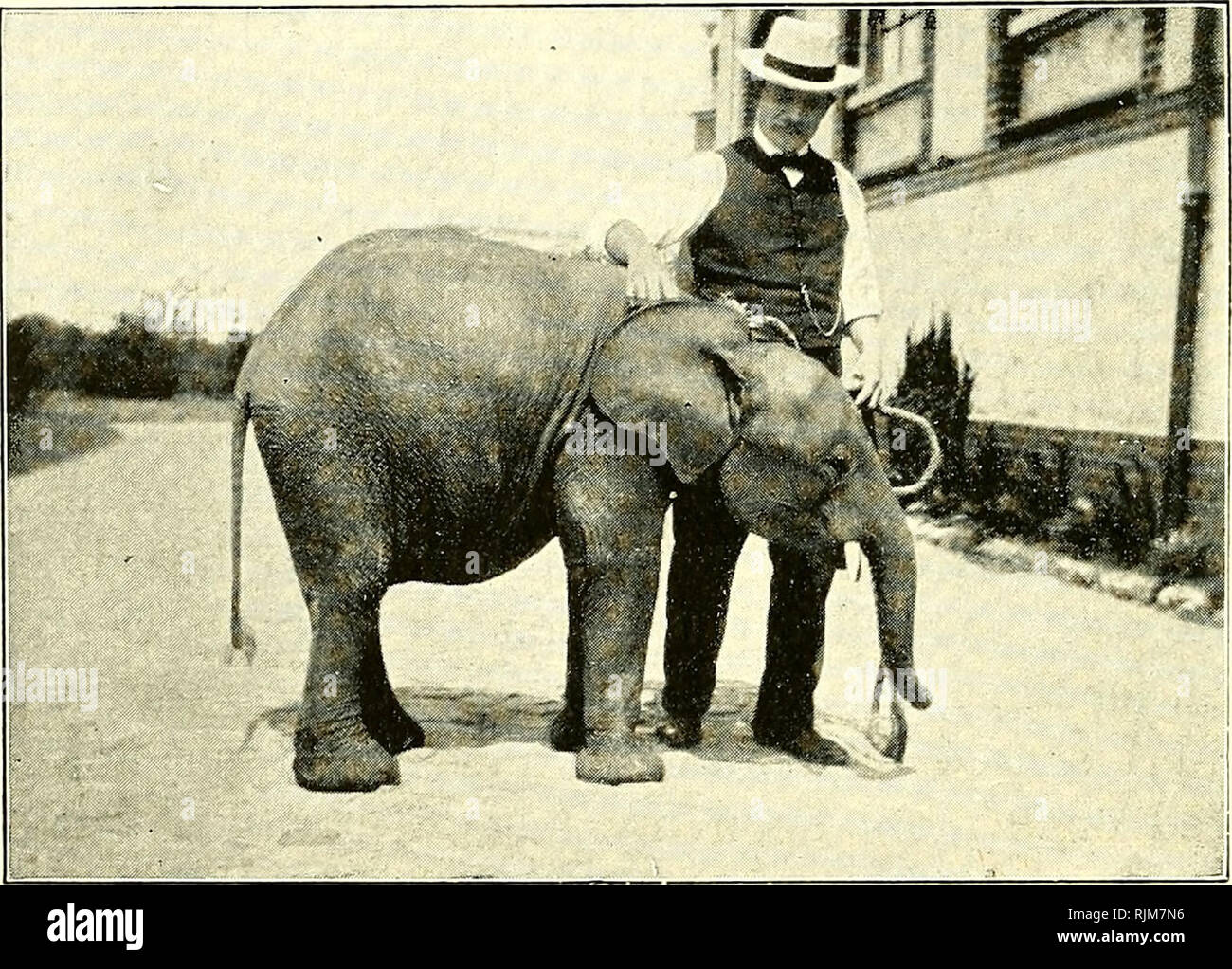 . Beasts and men, being Carl Hagenbeck's experiences for half a century ...