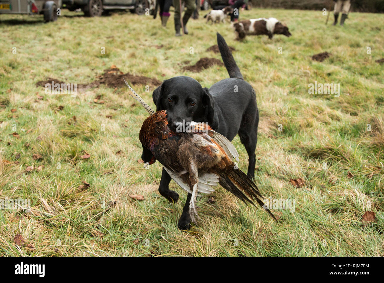 Black Labrador retrieving a pheasant at a pheasant shoot, working gun ...