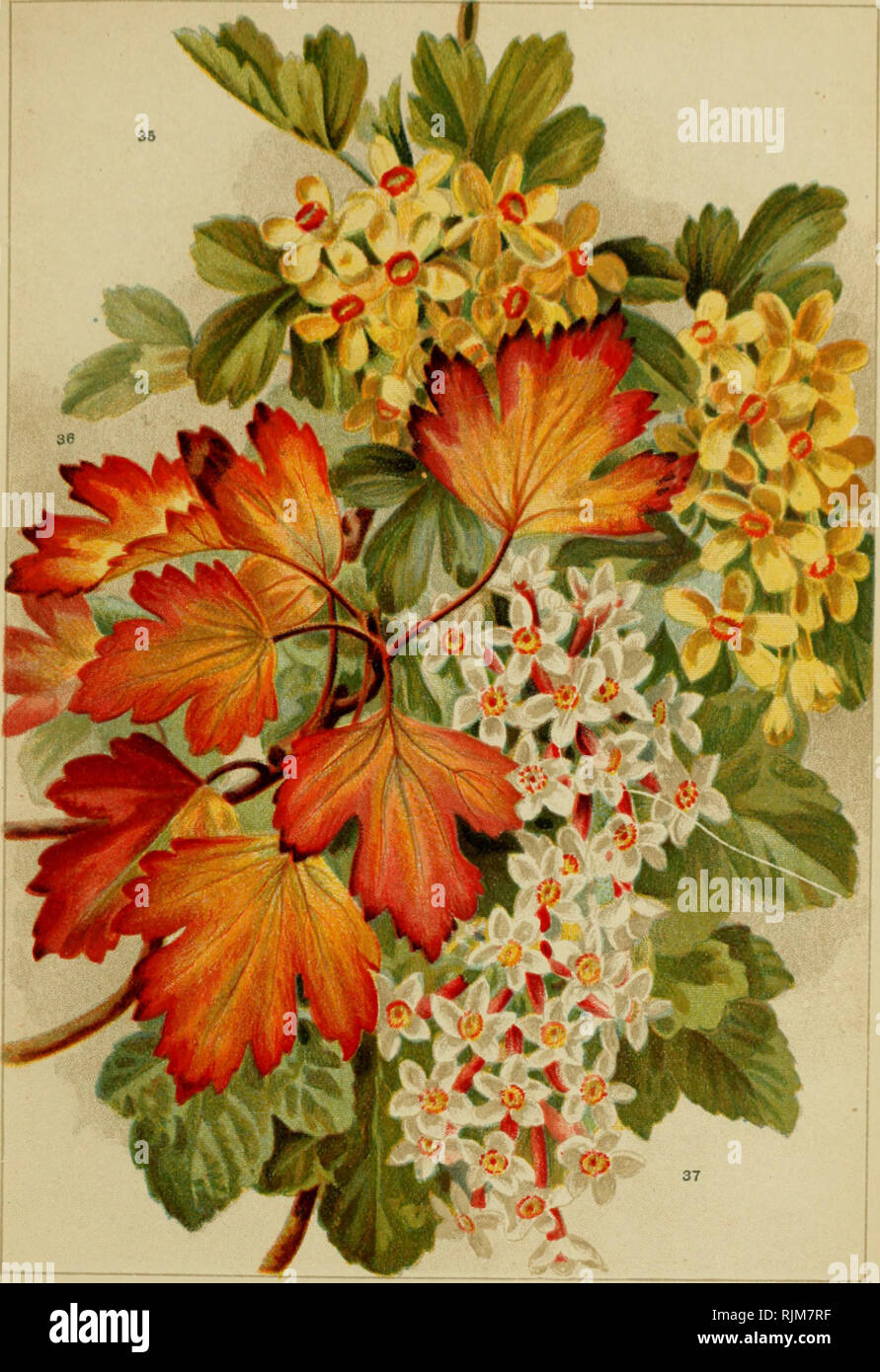 . Beautiful flowering trees and shrubs for British and Irish gardens ...