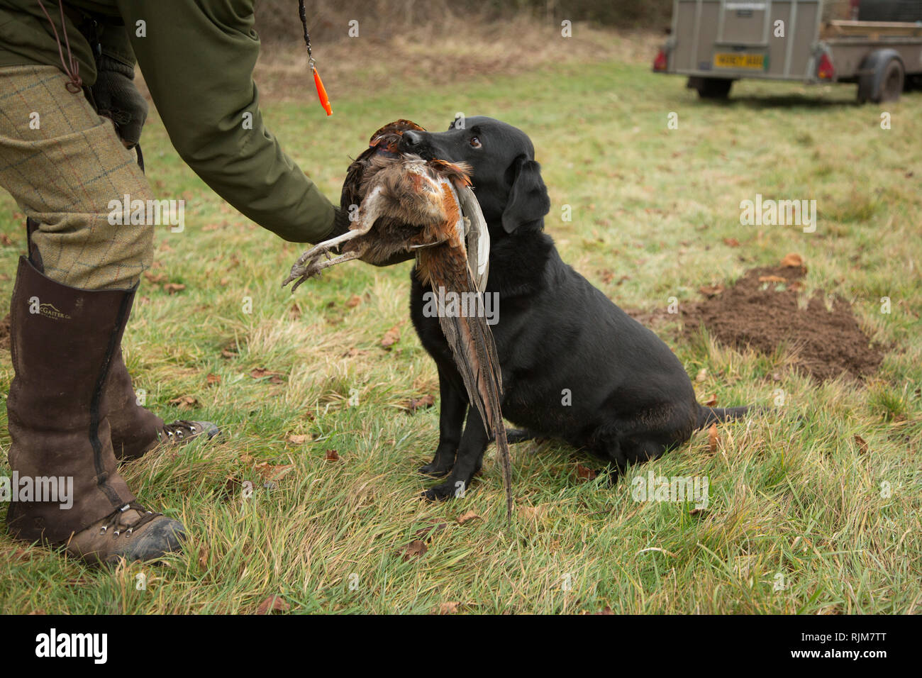 Black Labrador retrieving a pheasant at a pheasant shoot, working gun ...