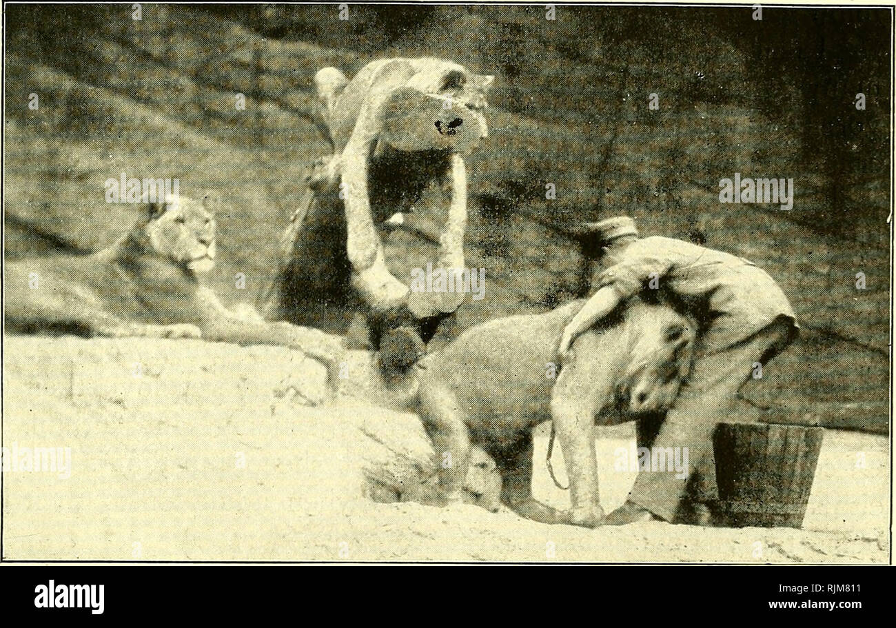 Booksubjectzoologi hi-res stock photography and images - Alamy