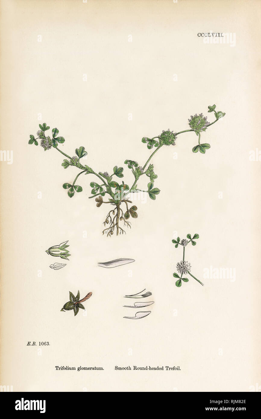 Antique Hand-Colored English Victorian Botanical Illustration, Circa ...