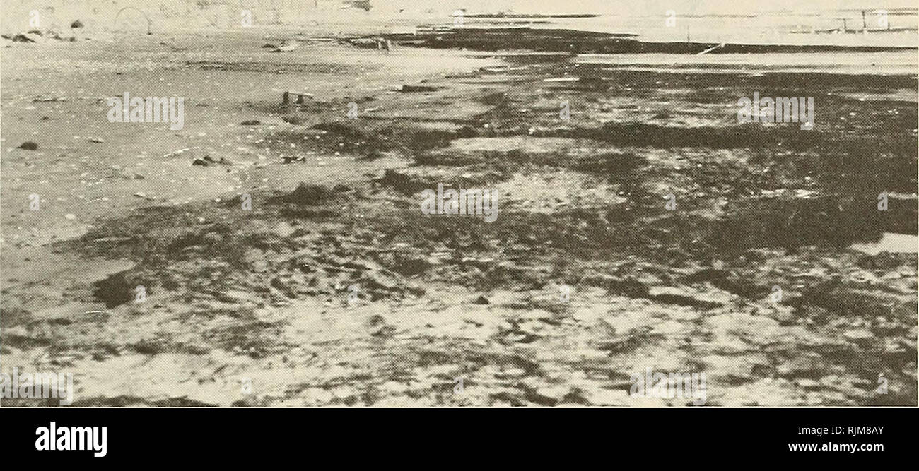 . Beach and inlet changes at Ludlam Beach, New Jersey. Beach erosion ...