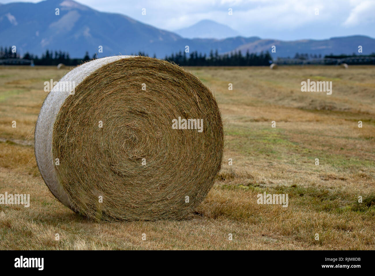 Freshly made round bales of hay sit in a farm field in Canterbury, New ...