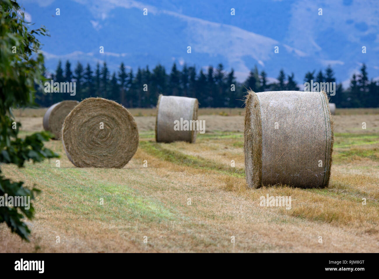 Baled grass hi-res stock photography and images - Alamy
