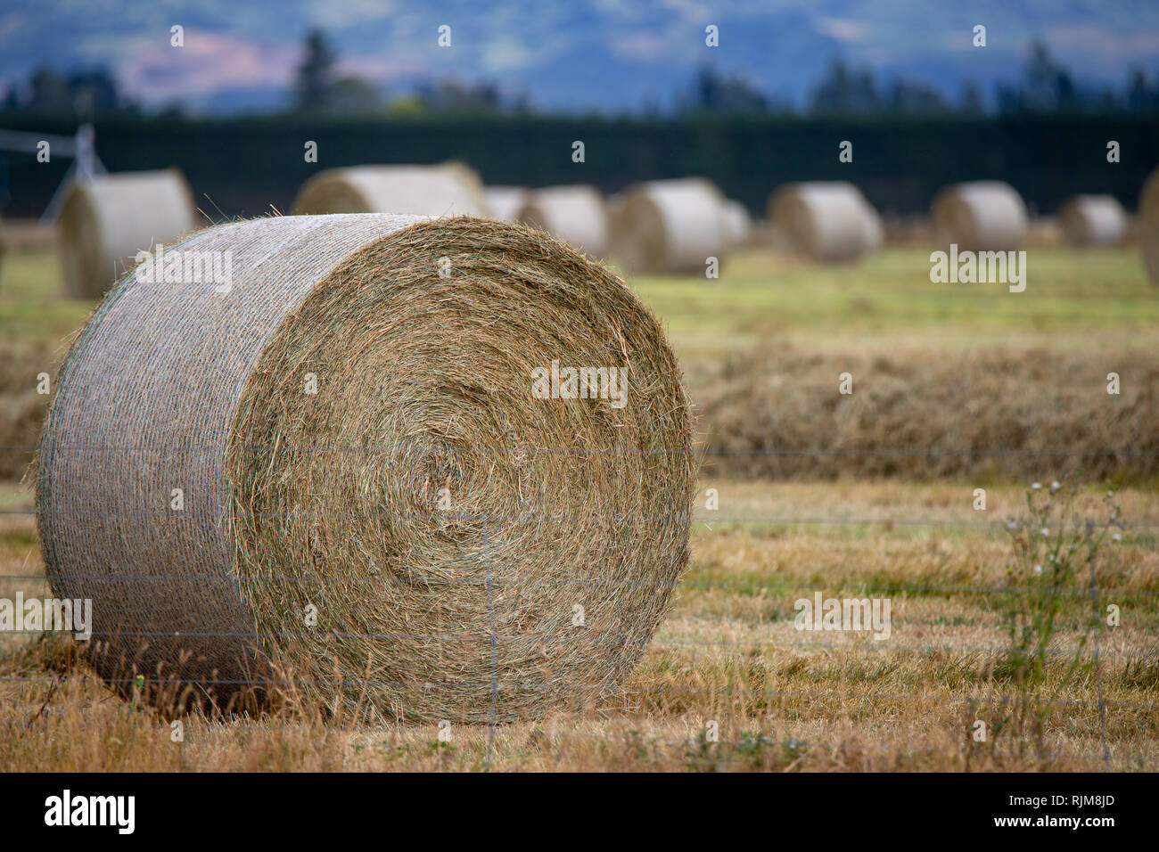 Hay field in new zealand hi-res stock photography and images - Alamy