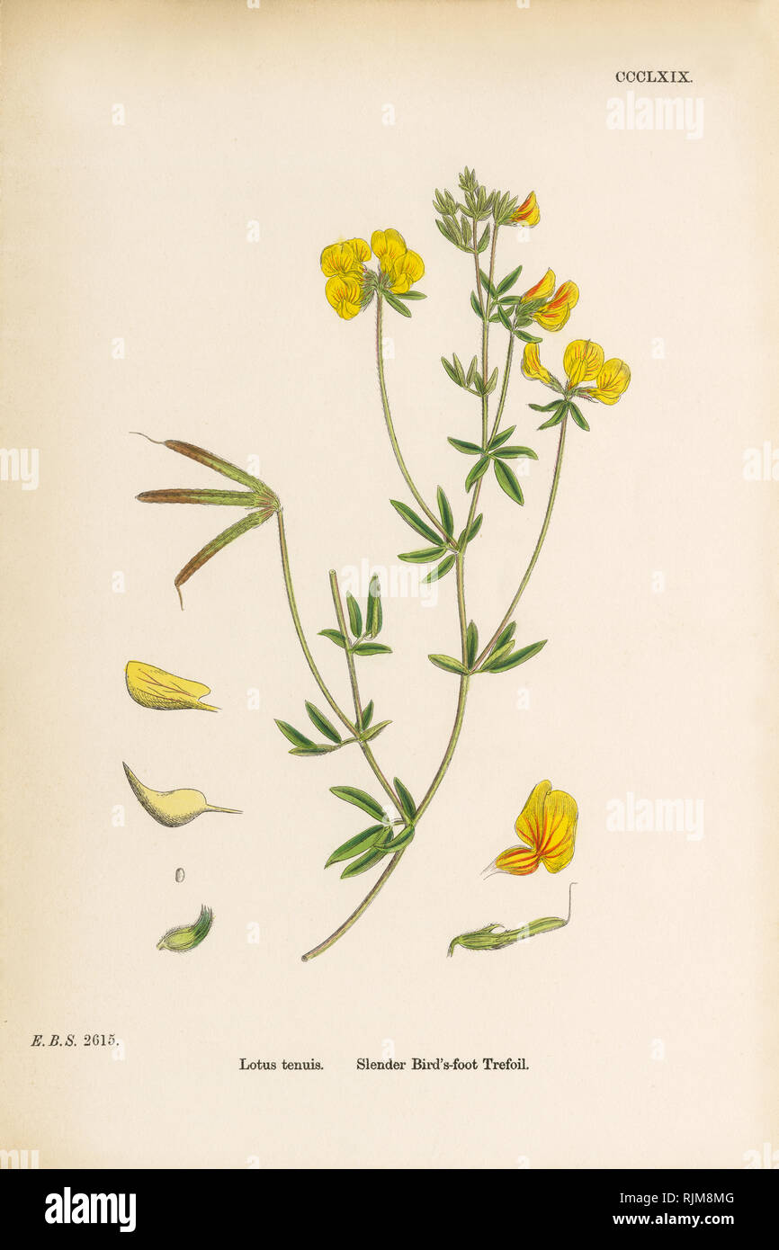 Antique Hand-Colored English Victorian Botanical Illustration, Circa ...