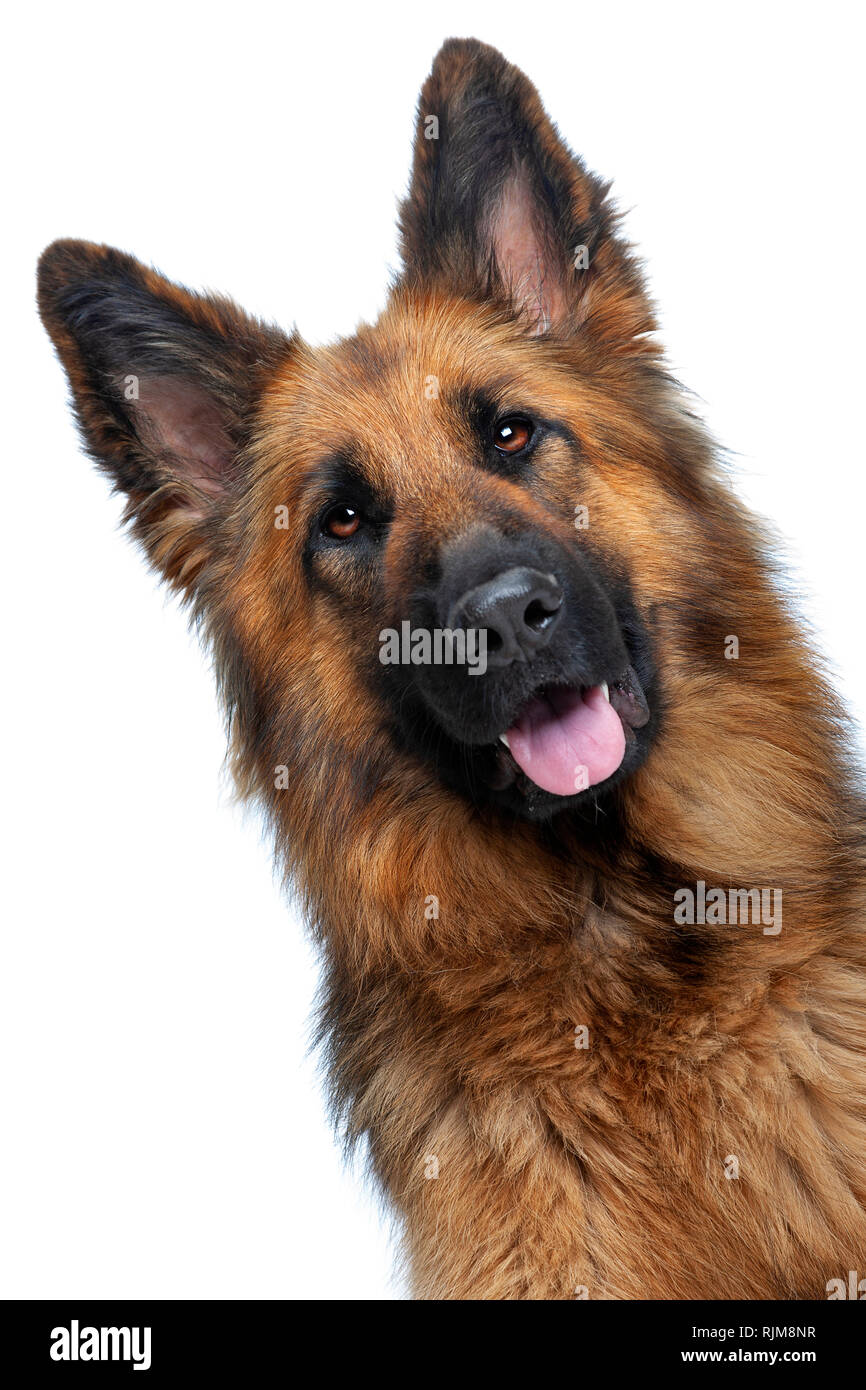 portrait of a German Shepherd in front of a white background Stock ...