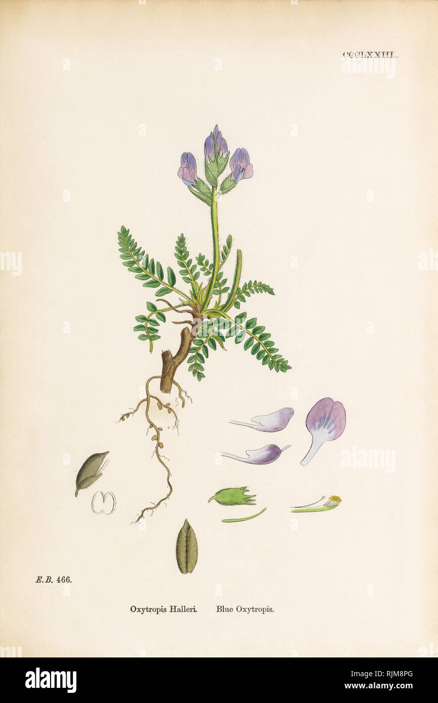 Antique Hand-Colored English Victorian Botanical Illustration, Circa ...