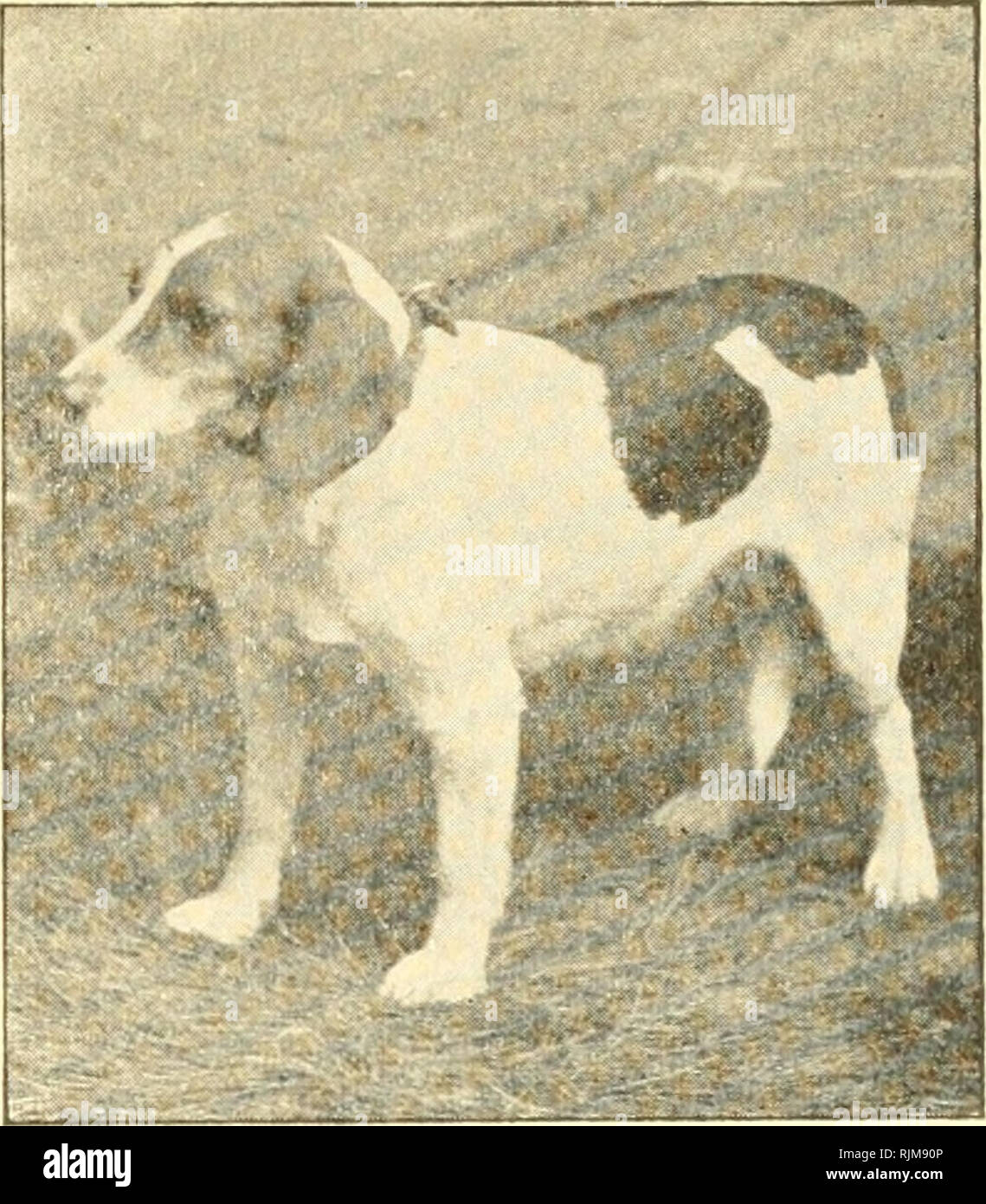 Is It Ok To Breed A Dog Back To Back