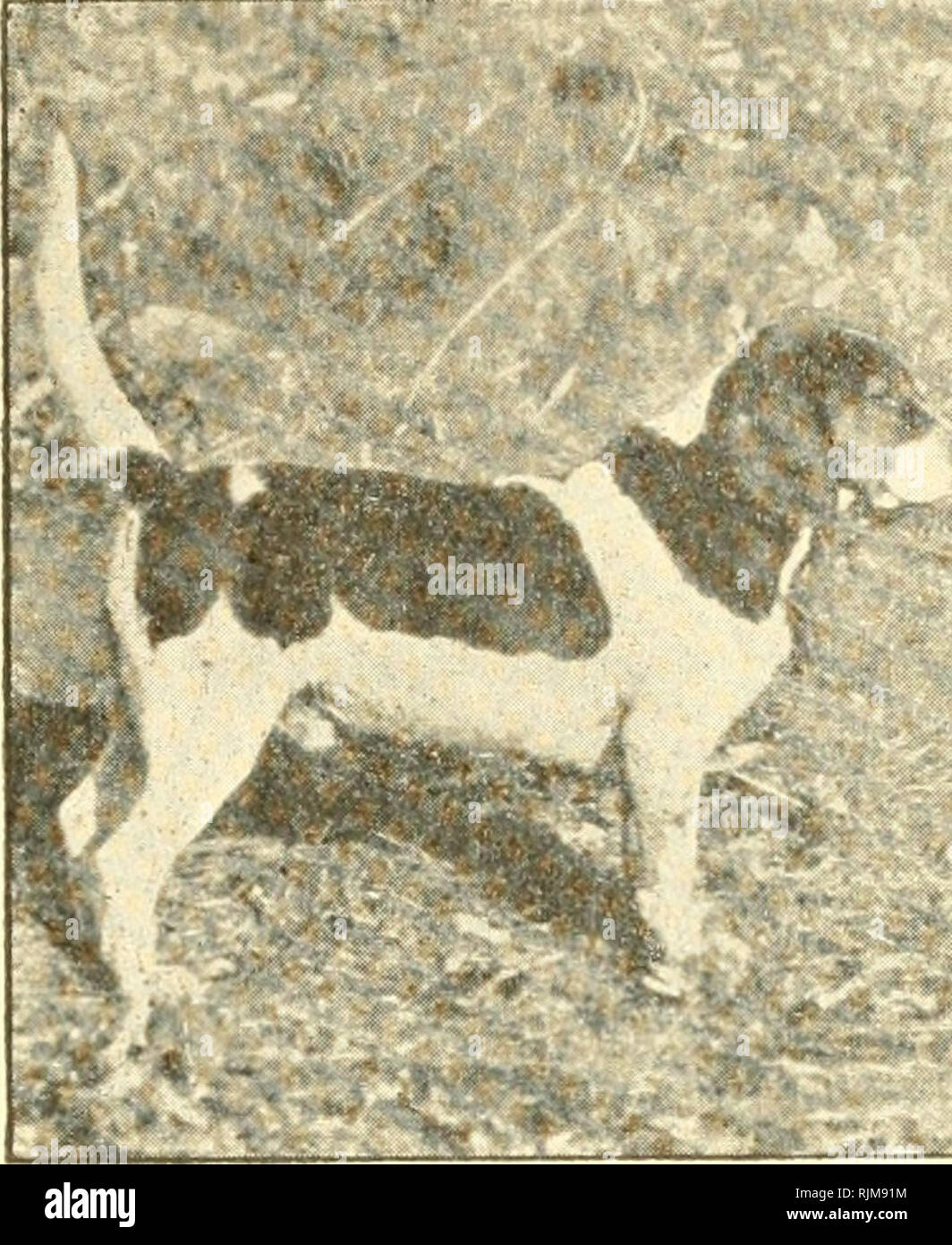 . The beagle and the field trials. Beagle (Dog breed). THE FIELD TRIALS ...