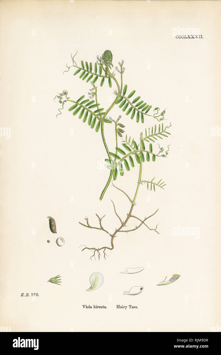 Antique Hand-Colored English Victorian Botanical Illustration, Circa ...