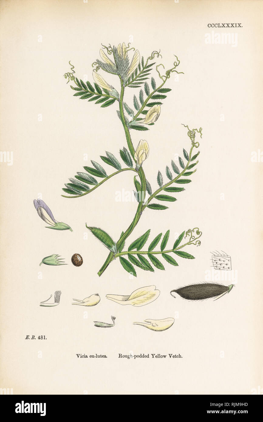 Antique Hand-Colored English Victorian Botanical Illustration, Circa ...