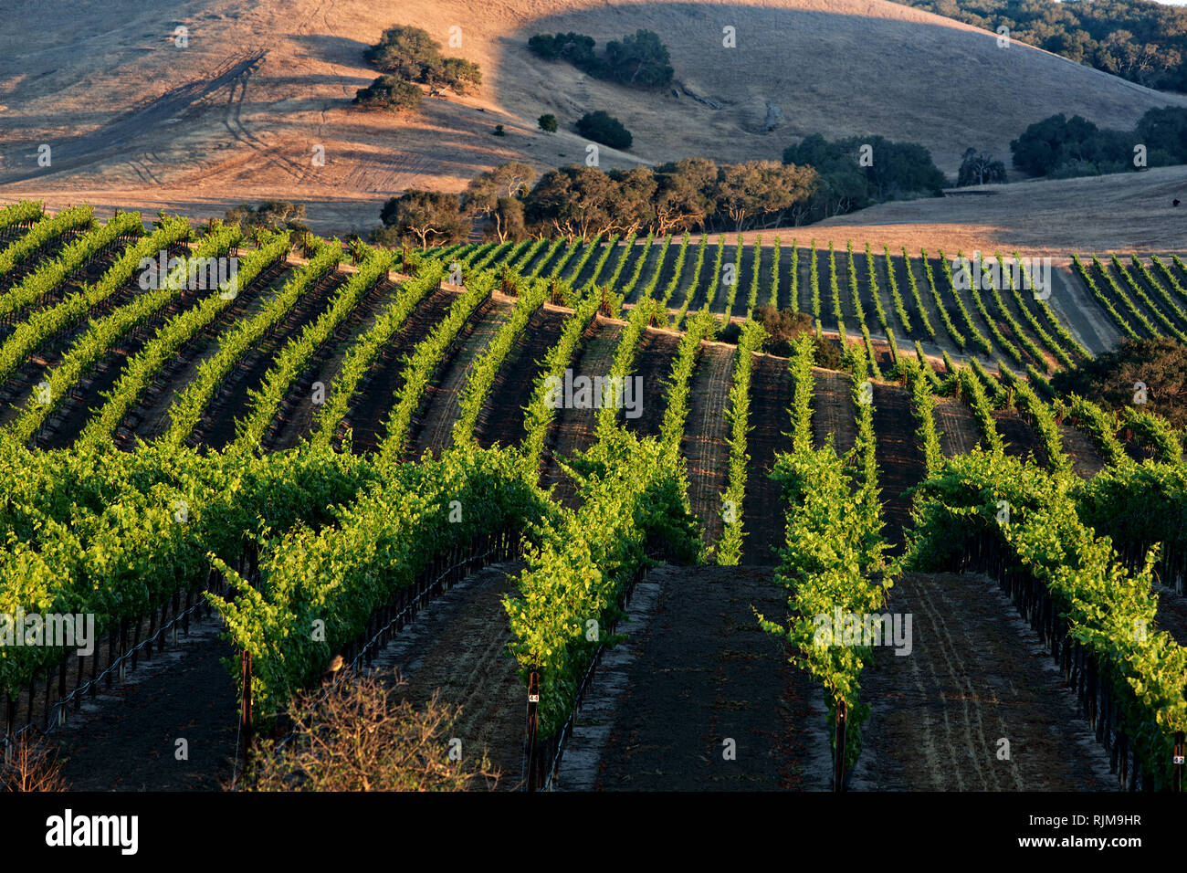 Rolling vineyards hi-res stock photography and images - Alamy