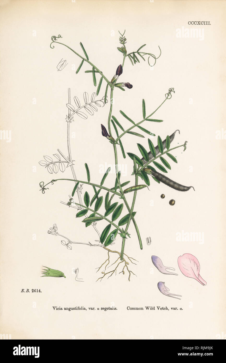 Antique Hand-Colored English Victorian Botanical Illustration, Circa ...
