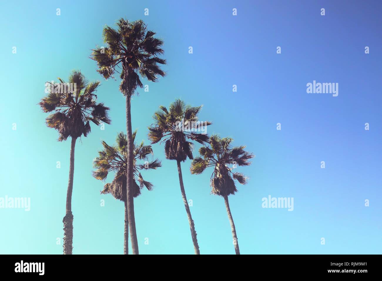 Tall palm trees los angeles hi-res stock photography and images - Alamy