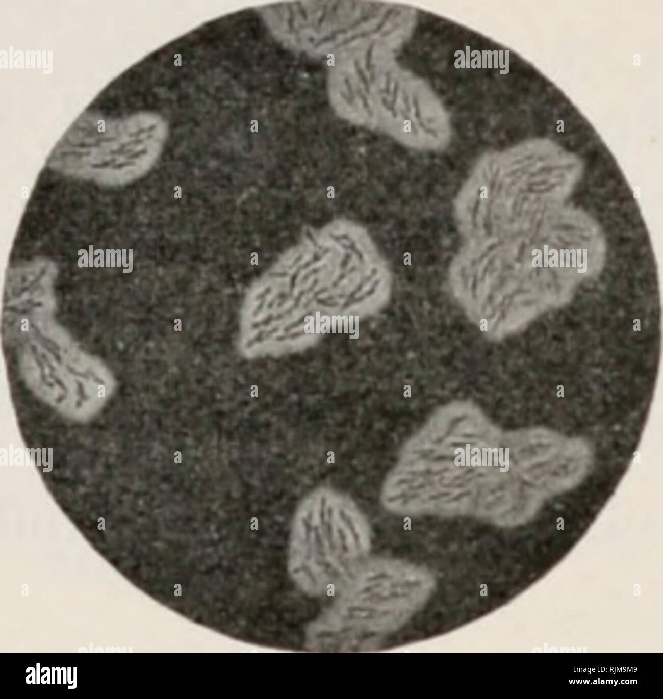 Autotrophes hi-res stock photography and images - Alamy