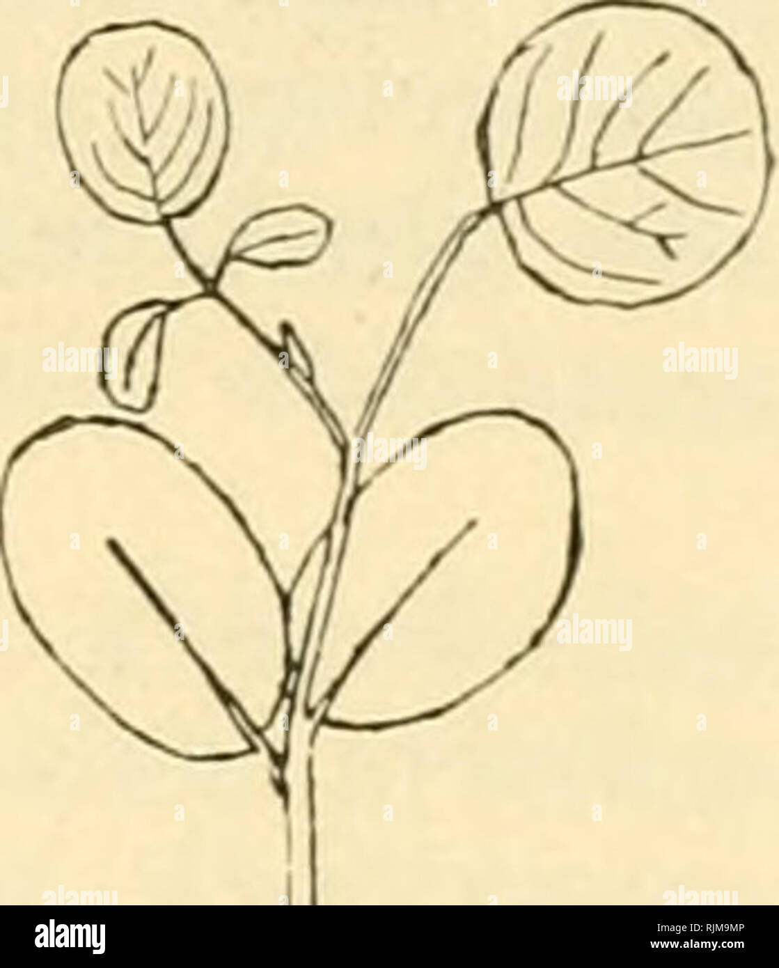 Blattmetamorphose hi-res stock photography and images - Alamy