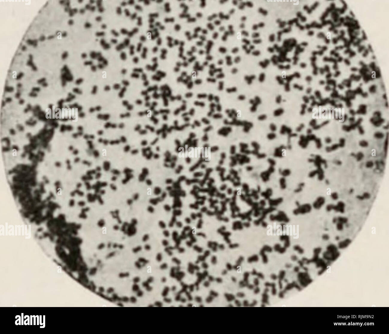 Nitrosomonas hi-res stock photography and images - Alamy