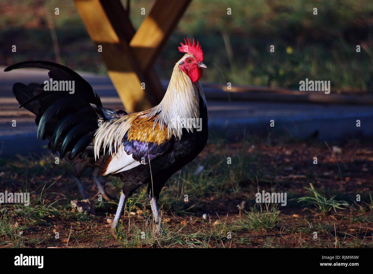 Gorgeous Golden Duckwing American Game Cock Rooster Stock Photo - Alamy