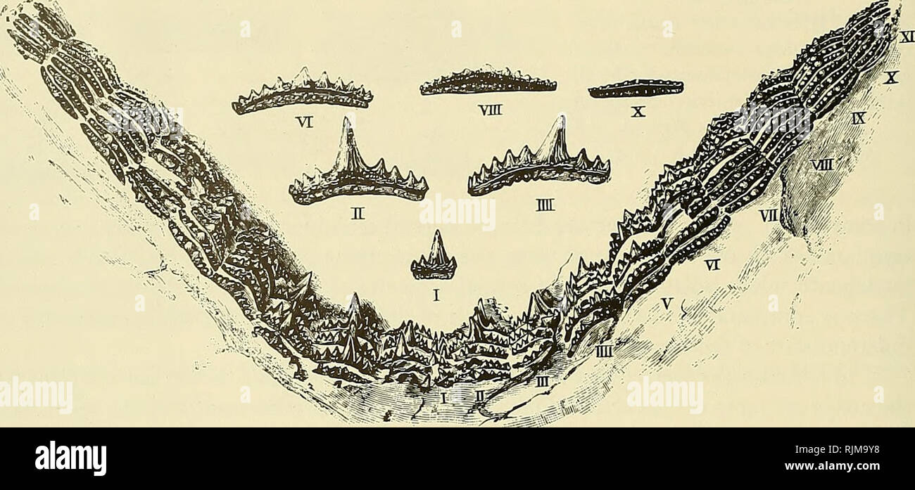 . The Bashford Dean memorial volume :. Fishes; Sharks; Fishes, Fossil ...