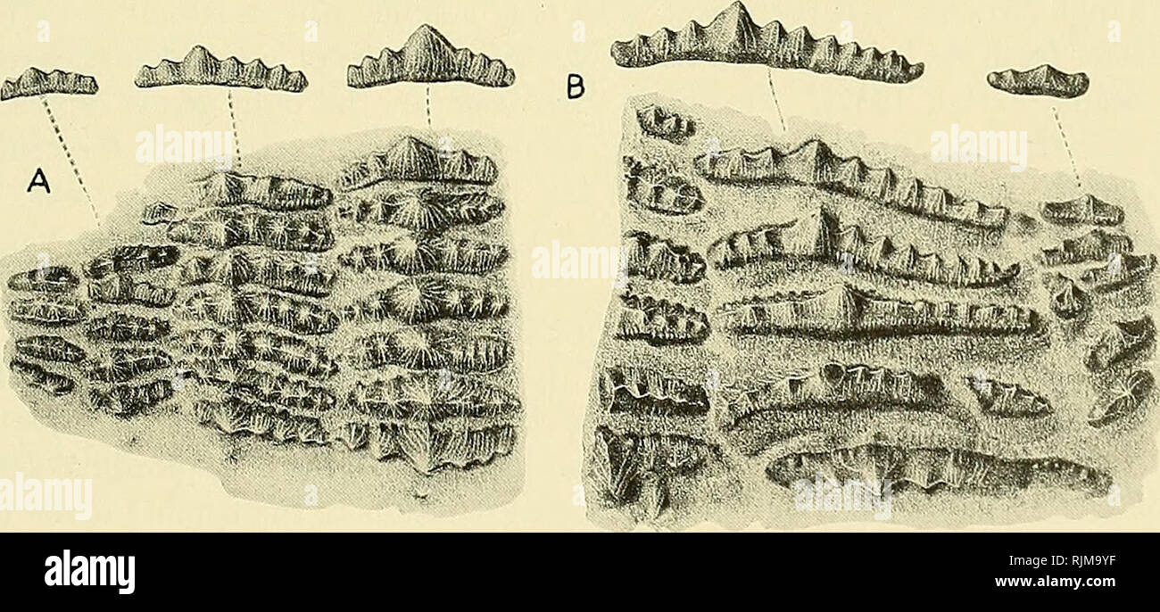 Hybodus reticulatus hi-res stock photography and images - Alamy