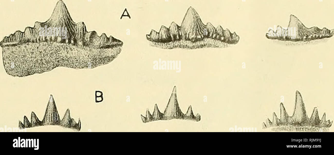 Hybodus reticulatus hi-res stock photography and images - Alamy