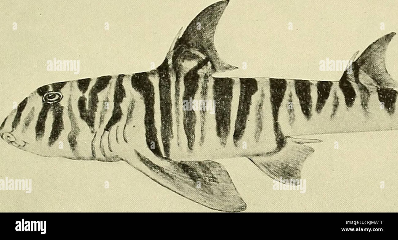 Zebra Bullhead Shark Teeth