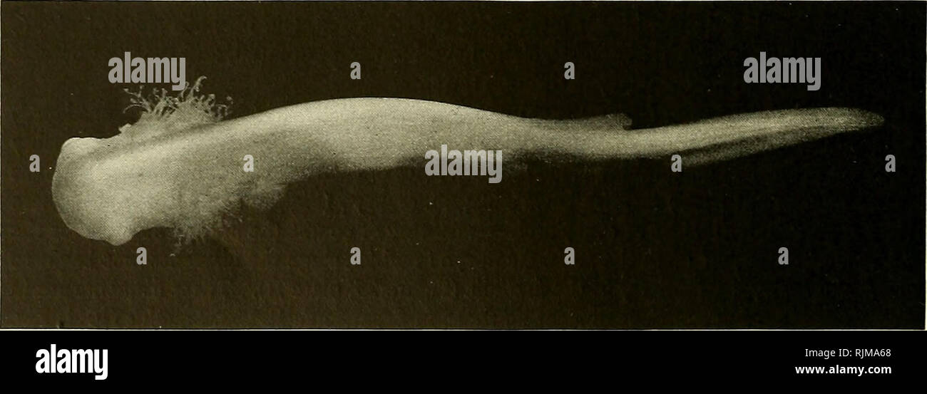 Museum fossil microscope hi-res stock photography and images - Alamy