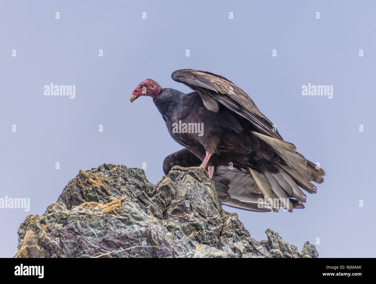 Turkey Vulture starting to fly, Pacific Valley, Big Sur California ...