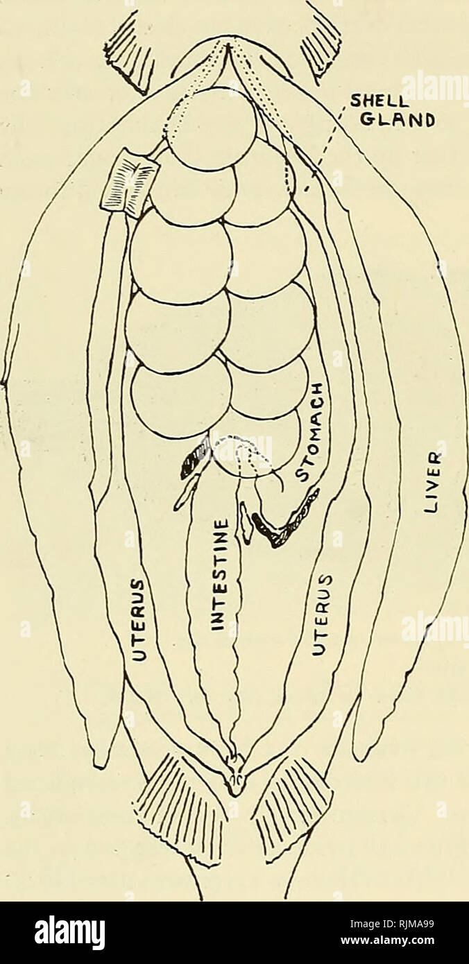 Five sketched hi-res stock photography and images - Alamy