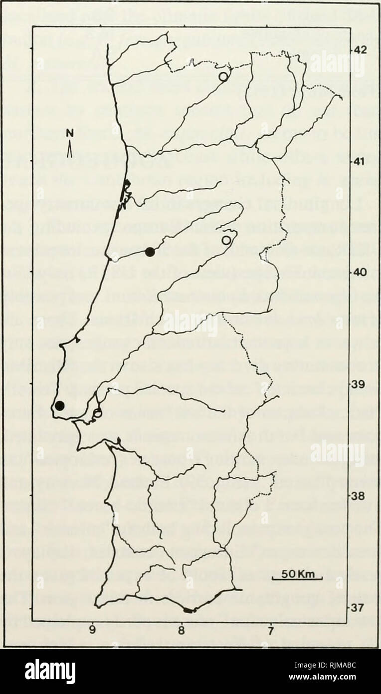 Family molossidae hi-res stock photography and images - Alamy