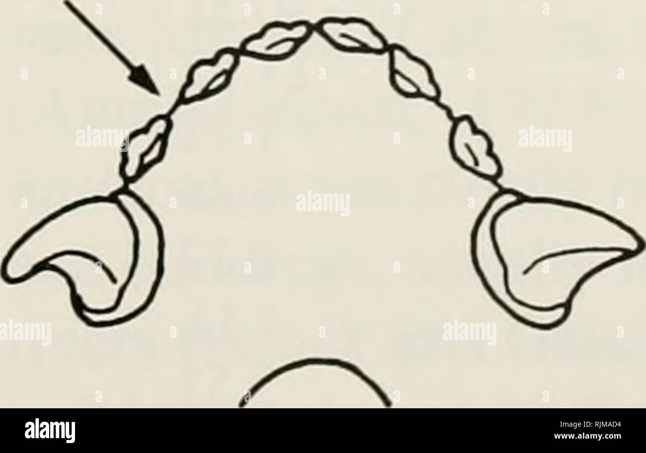 . Bats of Portugal : zoogeography and systematics. Bats -- Portugal ...