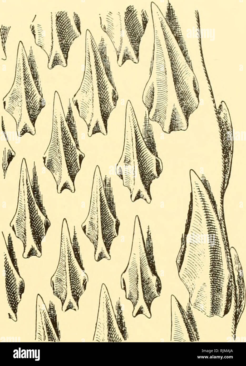 . The Bashford Dean memorial volume : archaic fishes. Fishes; Sharks ...