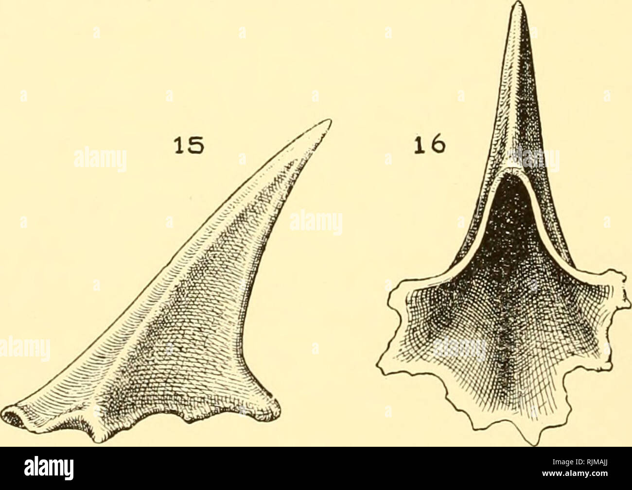 . The Bashford Dean memorial volume : archaic fishes. Fishes; Sharks ...