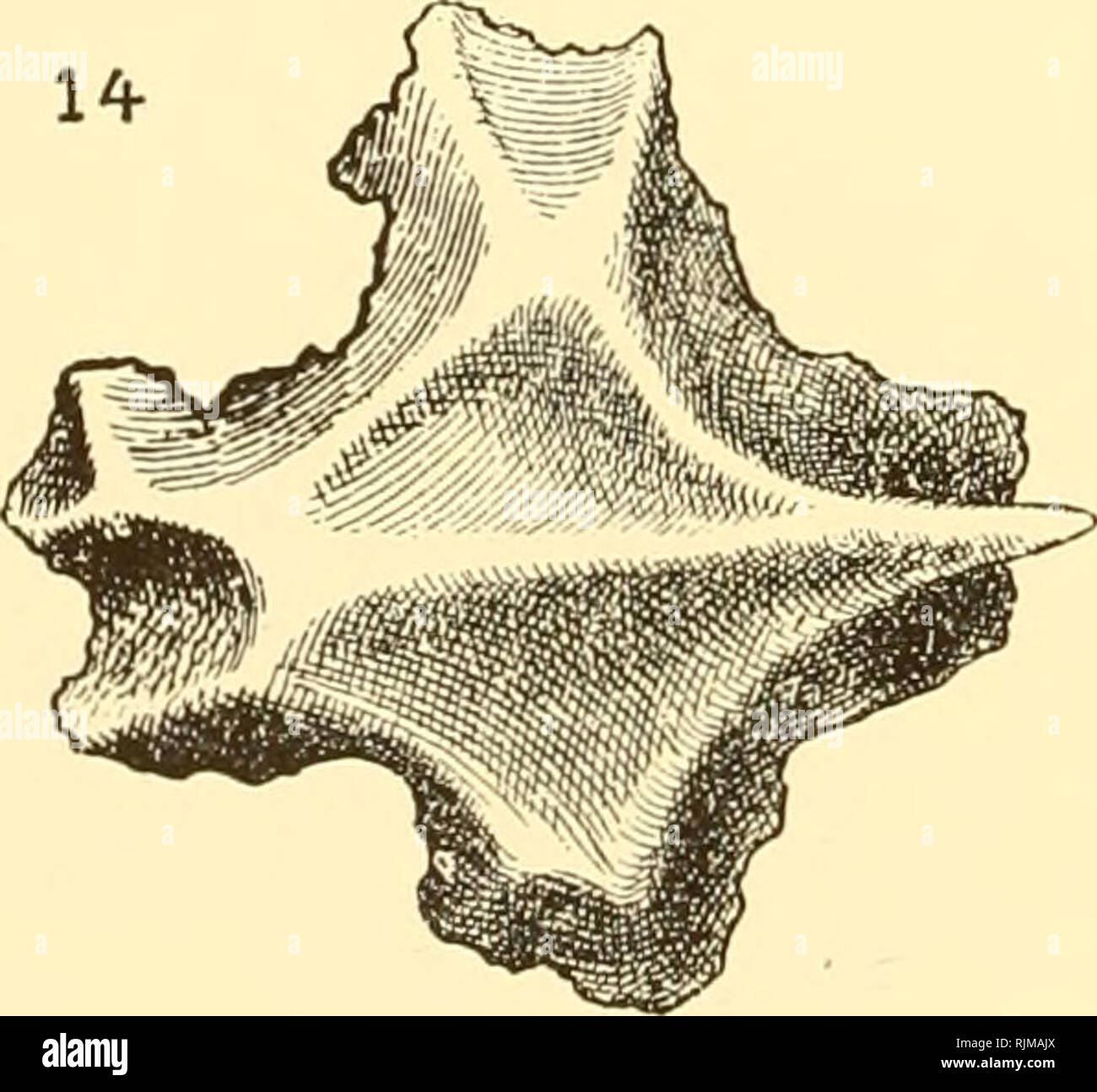 Shark scales dermal denticles hi-res stock photography and images - Alamy