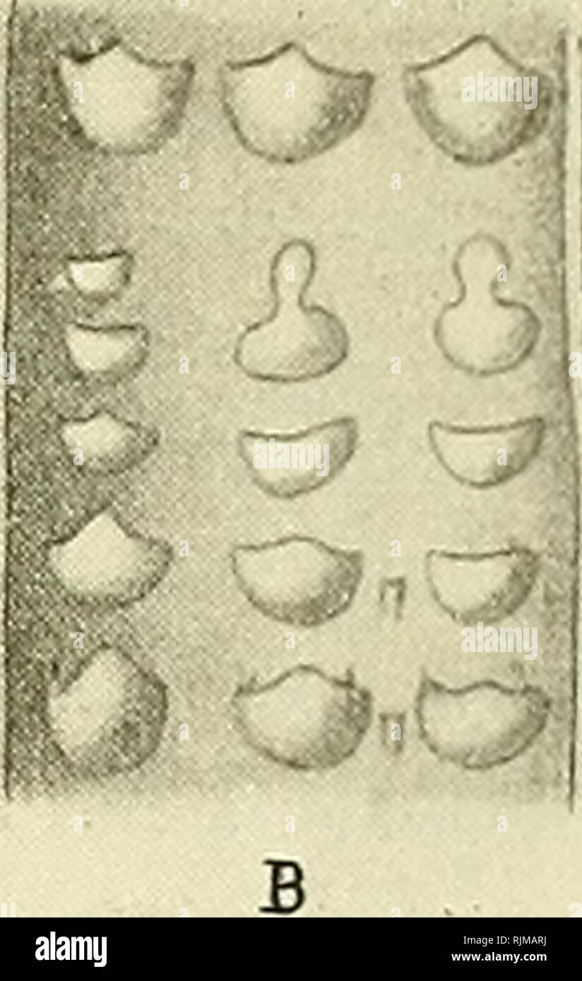 . The Bashford Dean memorial volume :. Fishes; Sharks; Fishes, Fossil ...