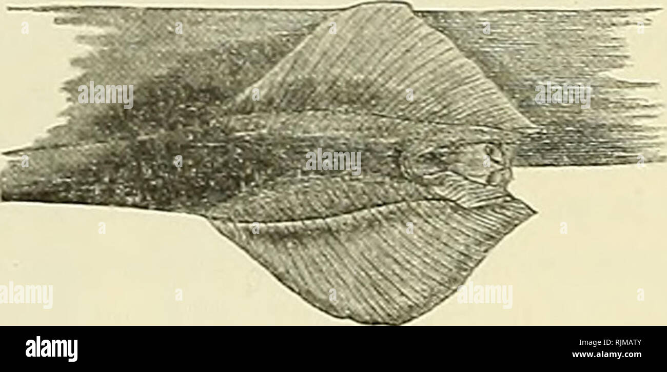 . The Bashford Dean memorial volume :. Fishes; Sharks; Fishes, Fossil ...