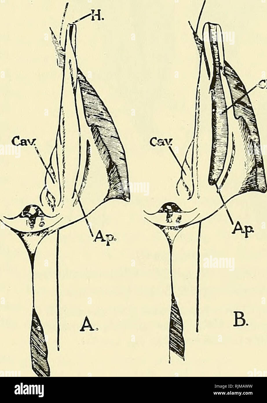 . The Bashford Dean memorial volume :. Fishes; Sharks; Fishes, Fossil ...